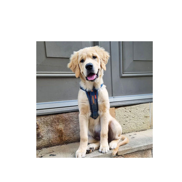 EzyDog Chest Plate Harness - Denim – PUPNPUSSY - All About The Urban Pet